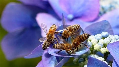 Bee Garden Basics Types Of Bees And Useful Tips For Making A