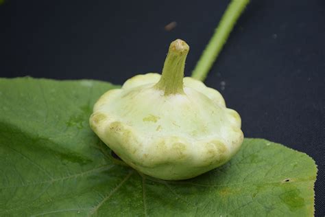 Peter Pan Pattypan Squash Cucurbita Pepo Var Clypeata Peter Pan In