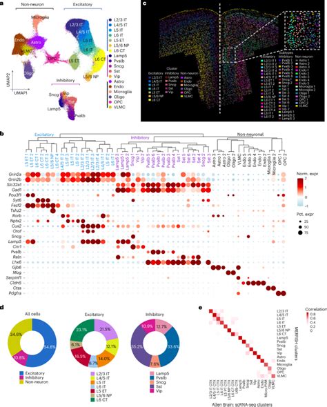 空间转录组学揭示了小鼠前额叶皮层和调节慢性疼痛的神经元亚型的独特组织nature Neuroscience X Mol