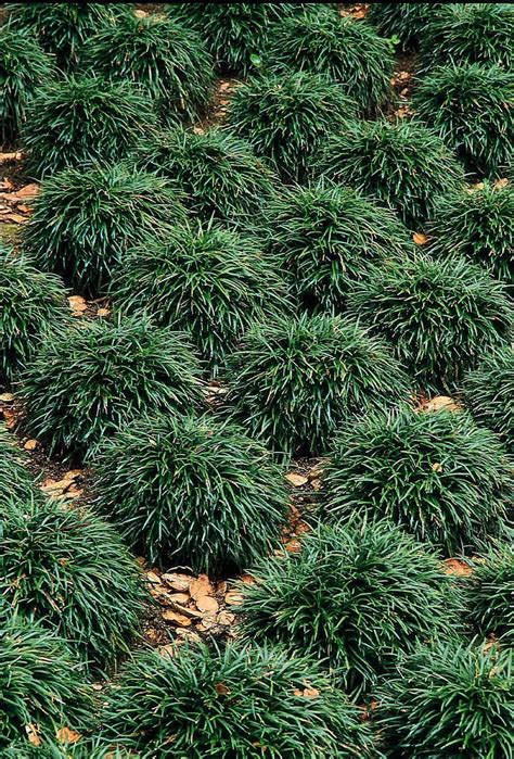 Dwarf Mondo Grass Live Ground Cover Florida Foliage