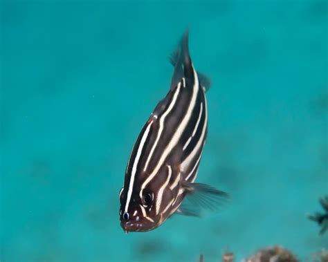 Goldenstriped Soapfish Facts Diet Habitat And Pictures On Animaliabio