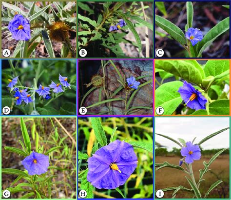 Functionally Dioecious Species Of The S Dioicum S Echinatum Download Scientific Diagram