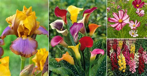 28 Beautiful Multicolor Flowers You Should Grow | Indoor Garden Web
