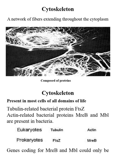 Cytoskeleton For Class 1 Pdf Microtubule Cytoskeleton