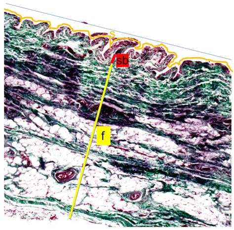 Structural And Histomorphological Evaluation Of The Stifle Joint