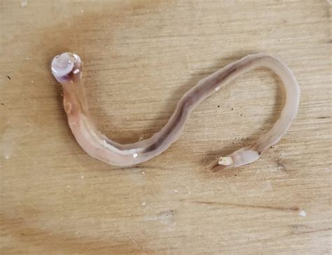 Scientists Unravel 2000 Year Old Shipworm Mystery The Worlds Most