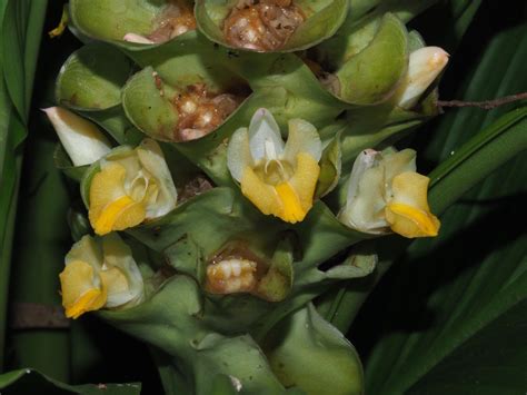 Curcuma Longa Picturethis