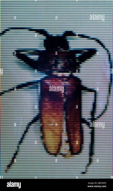 Beetle Bug Pixelated On Digital Screen Stock Photo Alamy