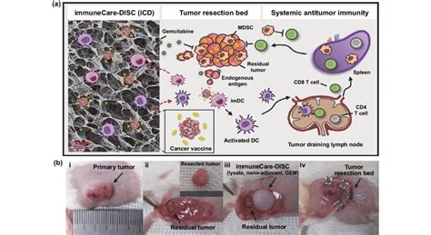 A Schematic Diagram Showing The Design Of The Icd Which Codelivers Download Scientific Diagram