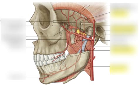 Diagram Of Contents Of The Infratemporal Fossa Quizlet