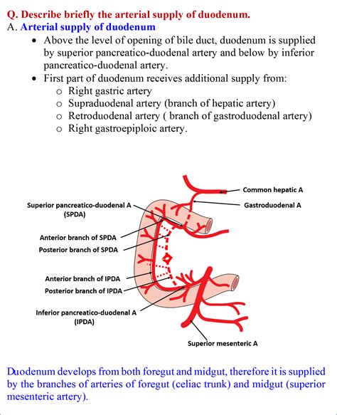 Anatomy Of Duodenum