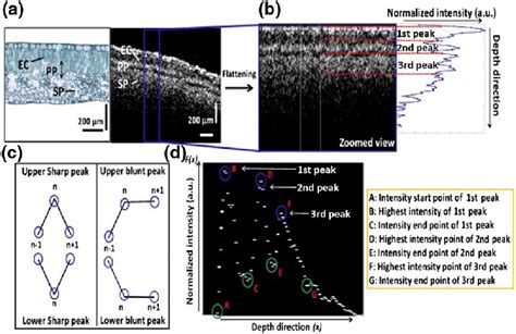 Oct Signal Intensity Detection Methodology A Initially Acquired