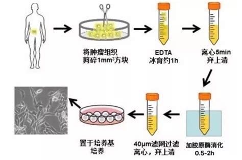 原代细胞不好养，东西都选对了吗 优宁维