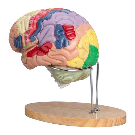 Human Brain Model Anatomy And Display Stand Life Size Color Coded Human