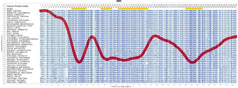 Sdhc Gene Genecards C560 Protein C560 Antibody