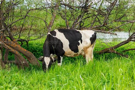 Una Vaca Blanca Y Negra Come Hierba En Un Pasto Cerca De Un Río