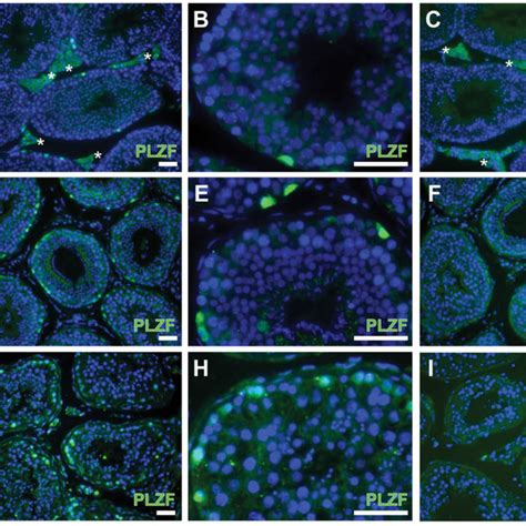 Comparative Immunohistochemical Analysis Reveals Species Specific Download Scientific Diagram