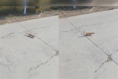 男子路遇一只黄鼠狼“拦路”，一直原地转圈就是不走，直呼太奇怪原地黄鼠狼路遇