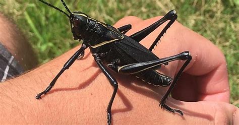 The Bug Album On Imgur