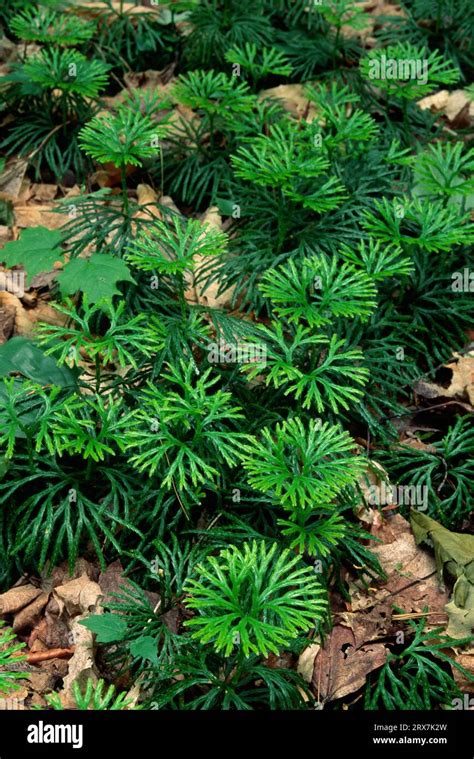 Ground Cedar Club Moss