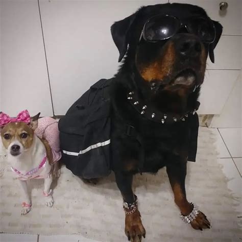 Roy And Wendy O Koopa Scrolller