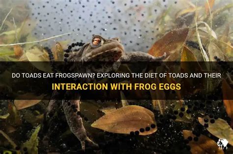 Do Toads Eat Frogspawn Exploring The Diet Of Toads And Their