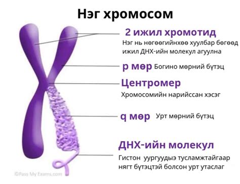 Эсийн мөчлөг 1 Интерфаз Биологийн онлайн сургалт Facebook