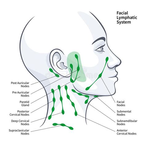 Face Lymph Nodes Diagram Lymph Nodes In Head Location