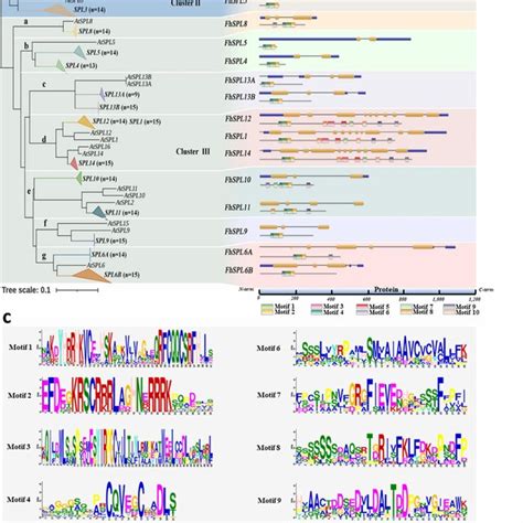 evolutionary relationship gene structure and protein motif assessment