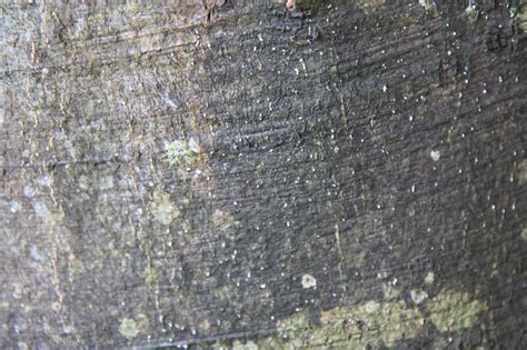 Cryptococcus Fagisuga Woolly Beech Scale