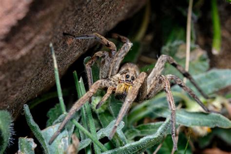 Fact File Australian Wolf Spider Lycosidae Australian Geographic