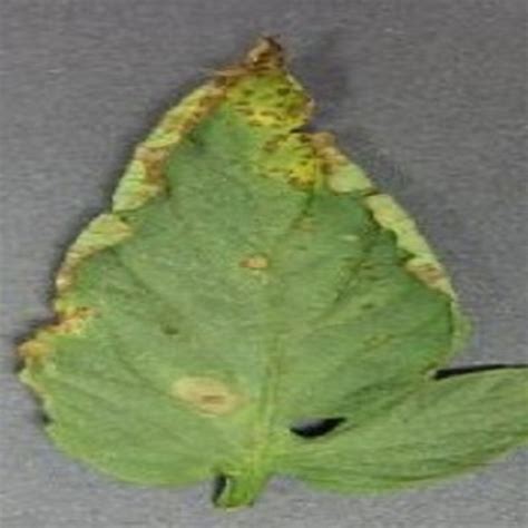 Plantvillage Dataset Labeled Kaggle