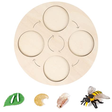Insects Life Cycle Kit Stages Of Insect With Wooden Tray Educational