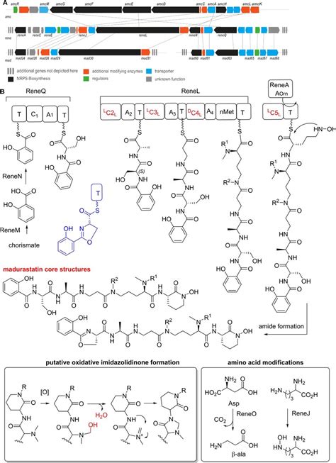 A Comparison Of Biosynthetic Gene Clusters Based On Amino Acid