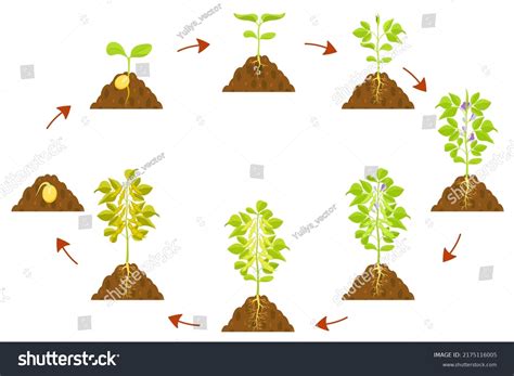 Pattern Formation In Plants