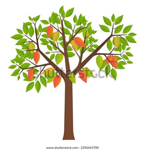 Cocoa Tree Cocoa Fruits Vector Illustration Stock Vector Royalty Free Shutterstock