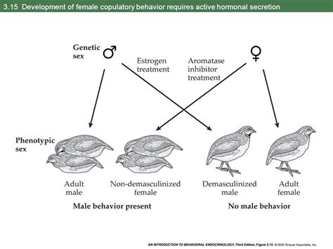 Sex Differences In Behavior Sex Determination And Differentiation Ppt Video Online Download