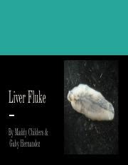 Understanding The Life Cycle Of Liver Flukes Causes Symptoms
