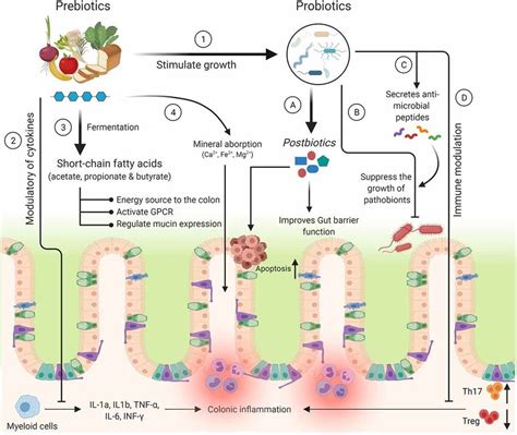 Mucin Regulation And Intestinal Barrier Function By Gut Microbiota