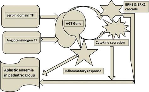 Figure 1 From Novel Role Of Agt Gene In Aplastic Anaemia Among