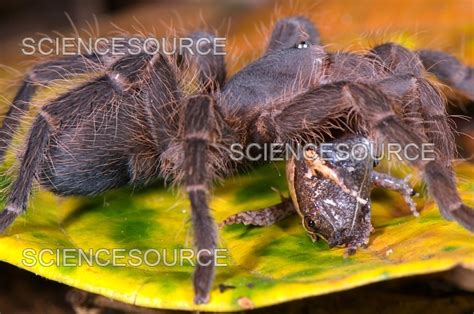 Tarantula Feeding