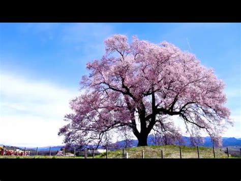 山梨県の巨樹巨木 わに塚の桜 YouTube