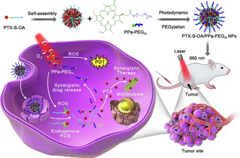 Schematic Illustration Of Prodrug Nanoassemblies The Nanoparticles