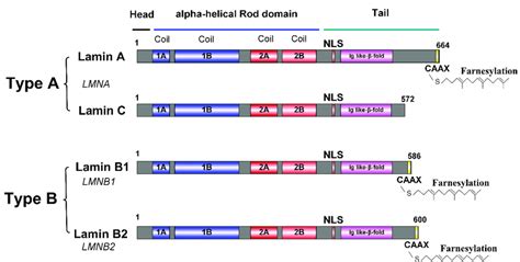 Schematic Illustration Of Type A And B Lamins Nls Nuclear