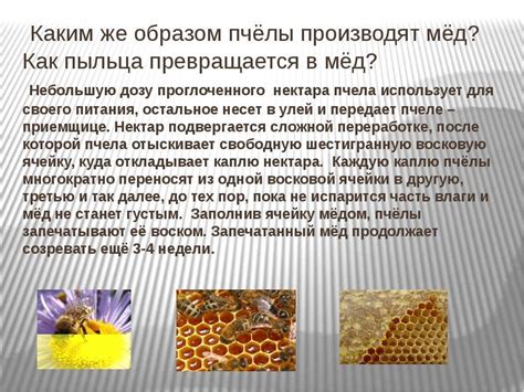 Полезные свойства пчелиной пыльцы