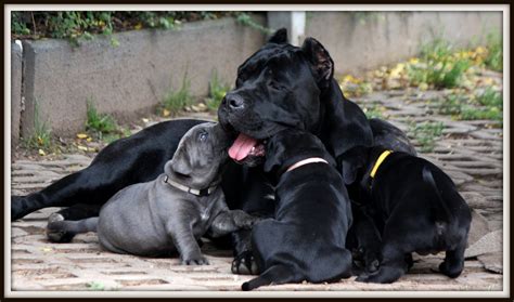 Кане корсо девочка 63 фото картинки Sobakovod Club