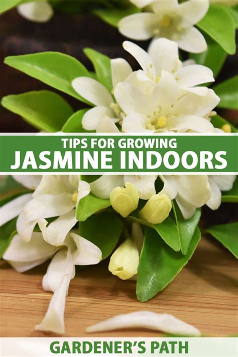 Tips For Growing Jasmine Indoors Gardeners Path Reportwire
