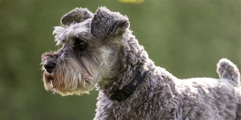 Schnauzer ⋆ Historia Características Y Cuidados Berysv