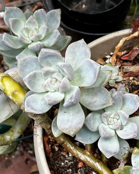 Caring For Your Ghost Plant Easy Tips And Tricks