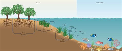 Pairing Mangroves And Coral Reefs Could Boost Carbon Storage